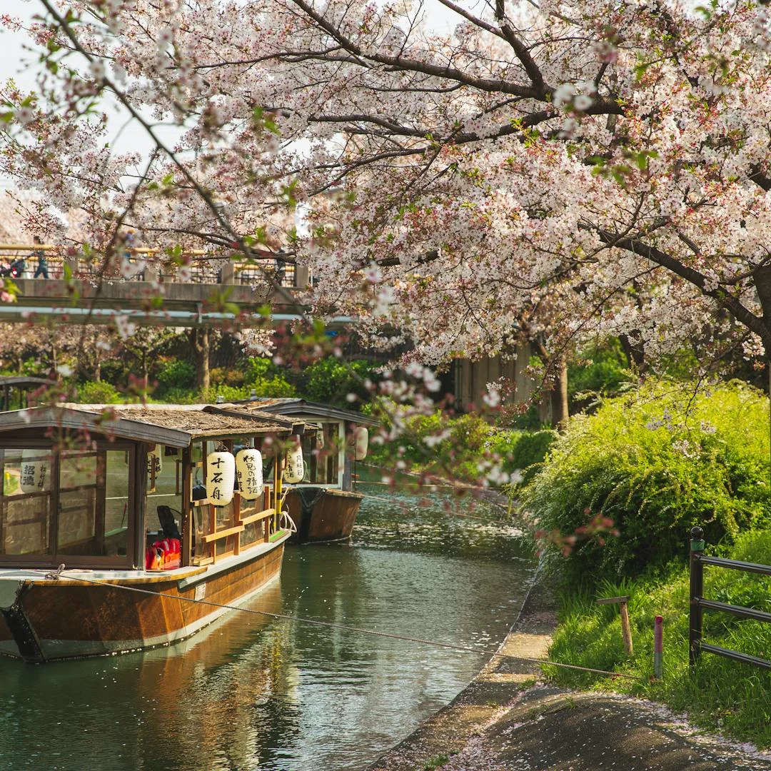 Hanami Cherry Blossoms: A Journey Beneath the Blossoms